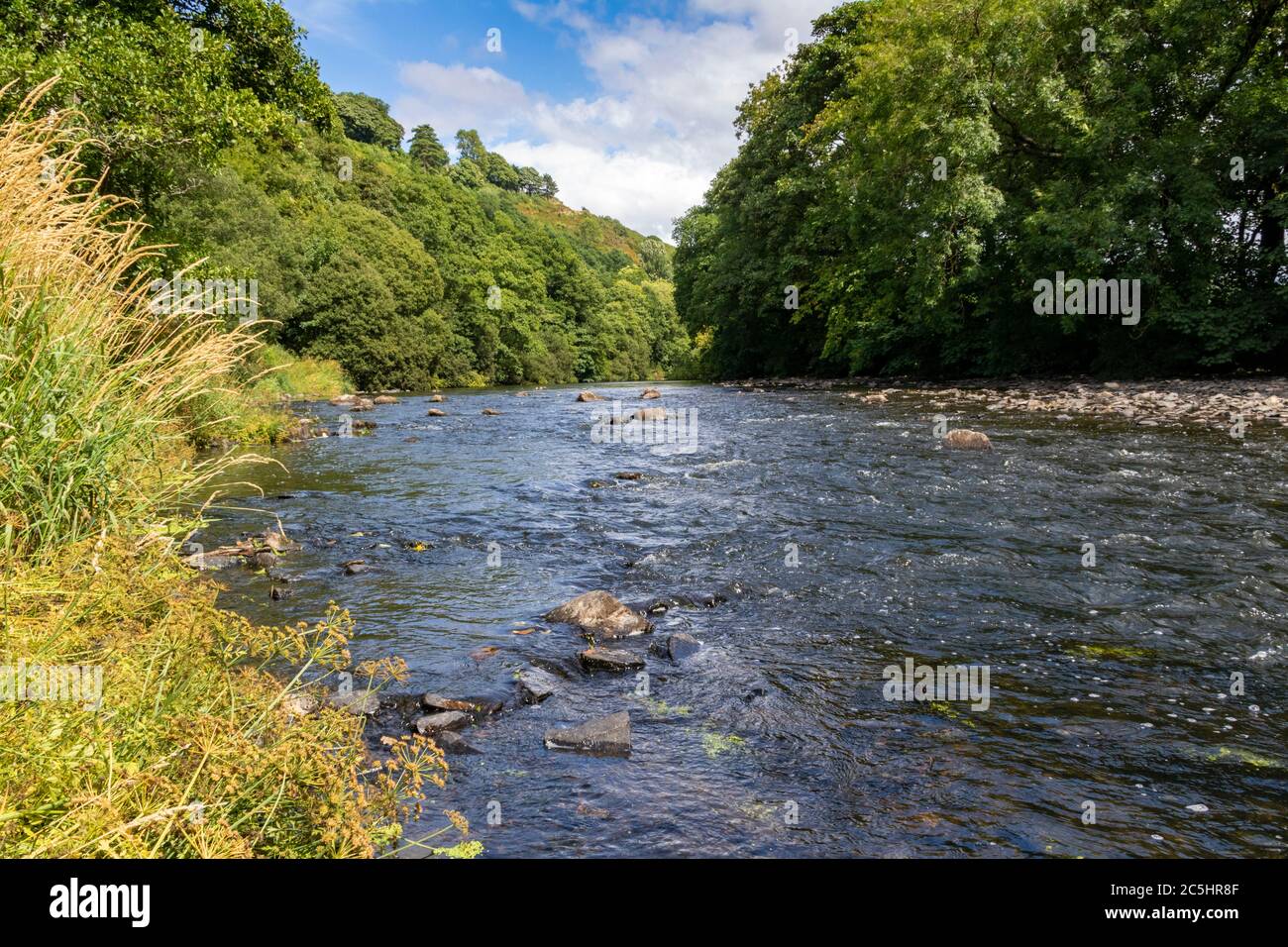 Summer View of River Torridge: Looking Up River in Reduced Flow Shows ...
