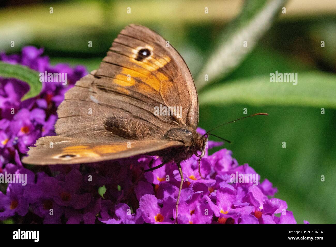 Male Gatekeeper Butterfly (Pyronia tithonus) Resting in the Sunlight on ...