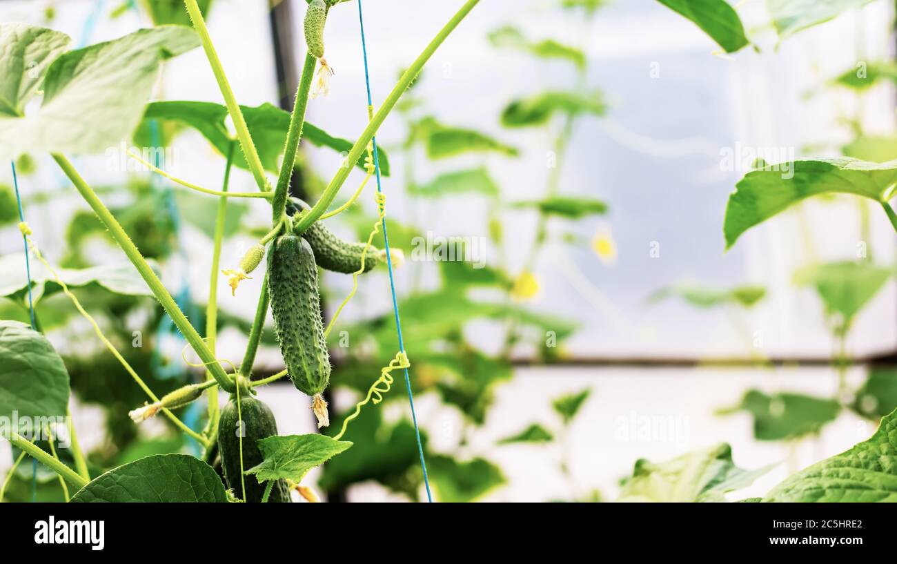 Growing cucumbers in a greenhouse. Selective focus.food.food Stock ...