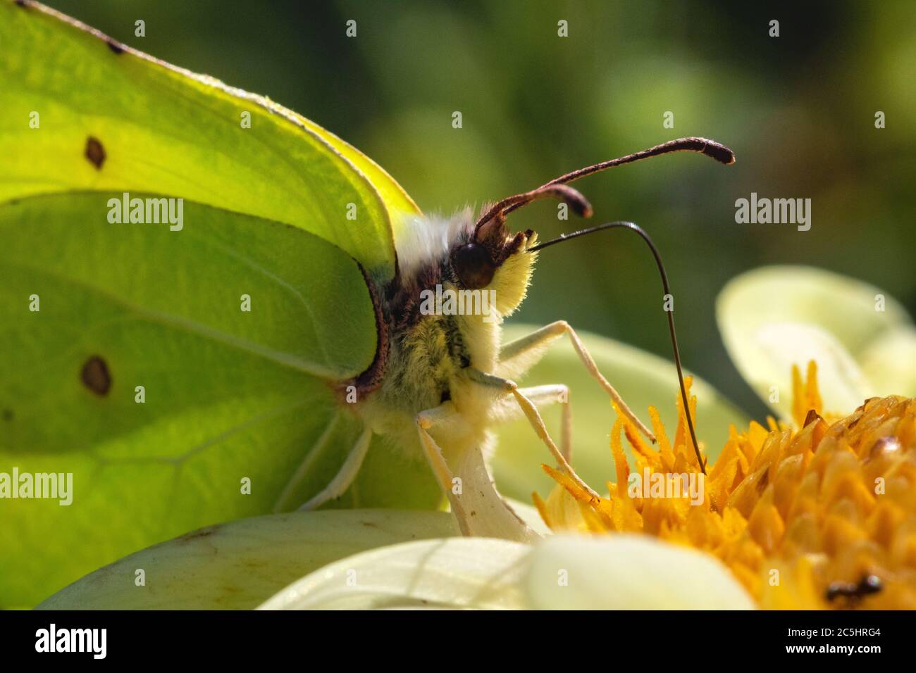 Butterfly Legs Close Up High Resolution Stock Photography and Images ...