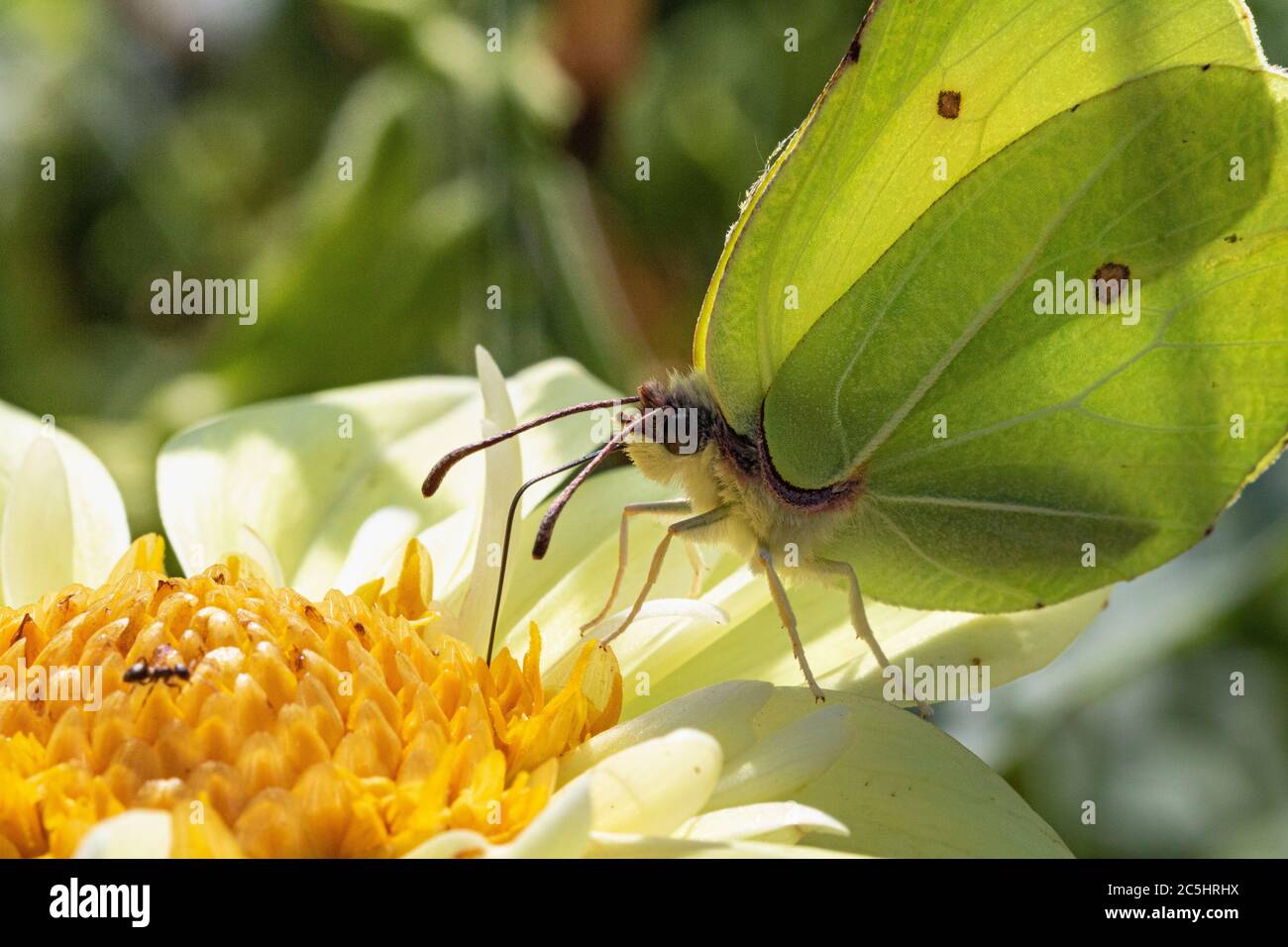 Butterfly proboscis mouth hi-res stock photography and images - Alamy