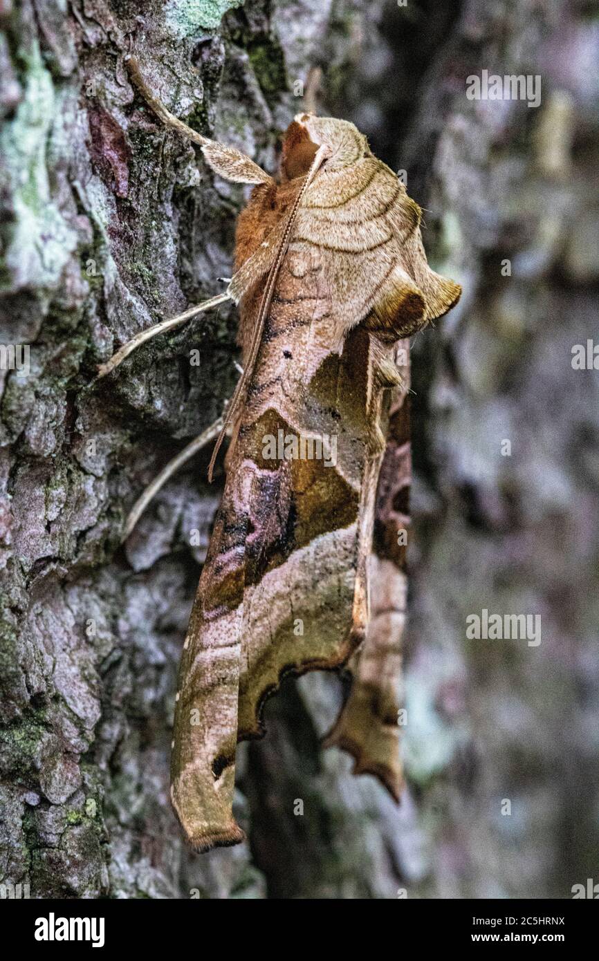 Angle Shades Moth (Phlogophora meticulosa) Resting on a Tree Trunk ...