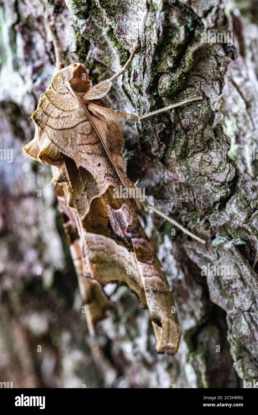 Tree trunk side angle hi-res stock photography and images - Alamy