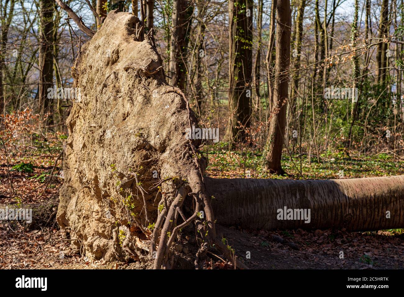 Root and earth hi-res stock photography and images - Alamy