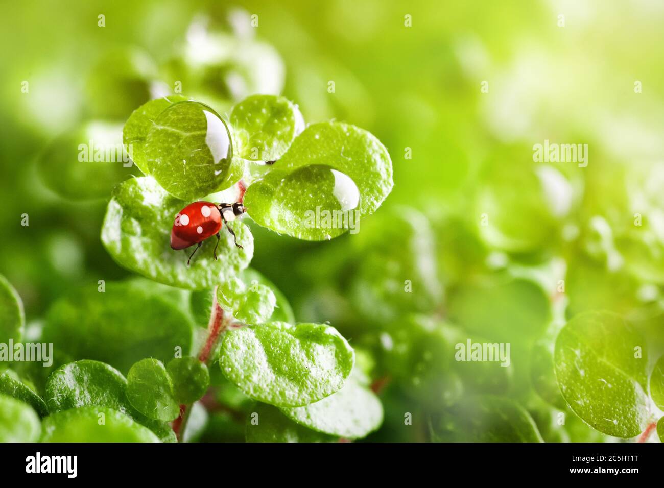 Ladybug a cow on the grass. Macro. Horizontal. Selective focus Stock ...