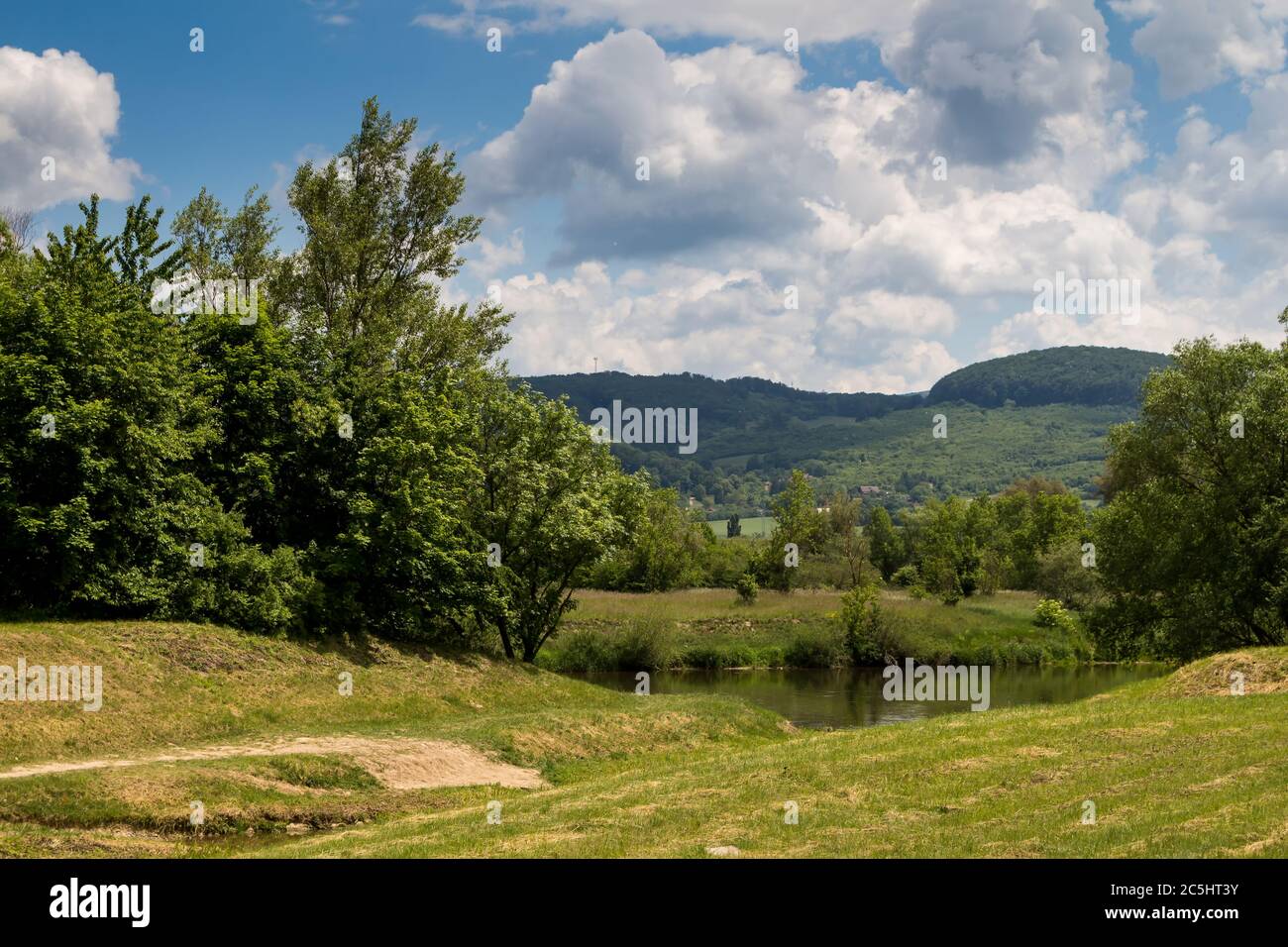 Fresh green color of the leaves and grass in the spring, surrounding ...