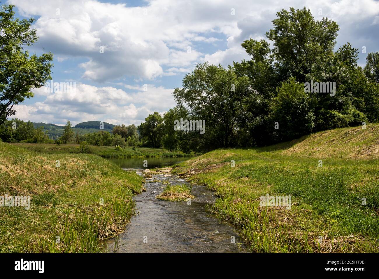 Fresh green color of the leaves and grass in the spring, surrounding ...