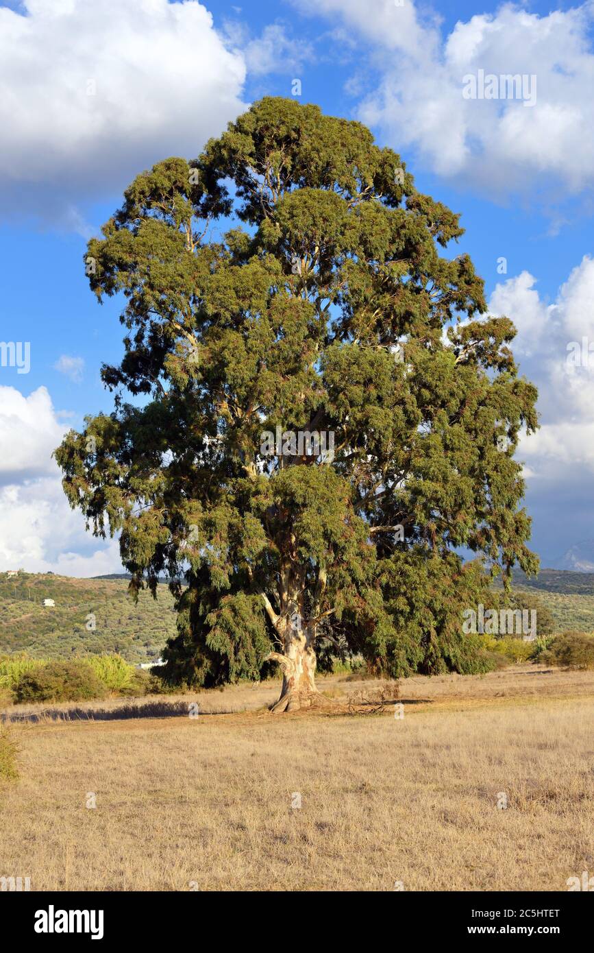 Lonely big eucalyptus tree in late afternoon light against greek ...