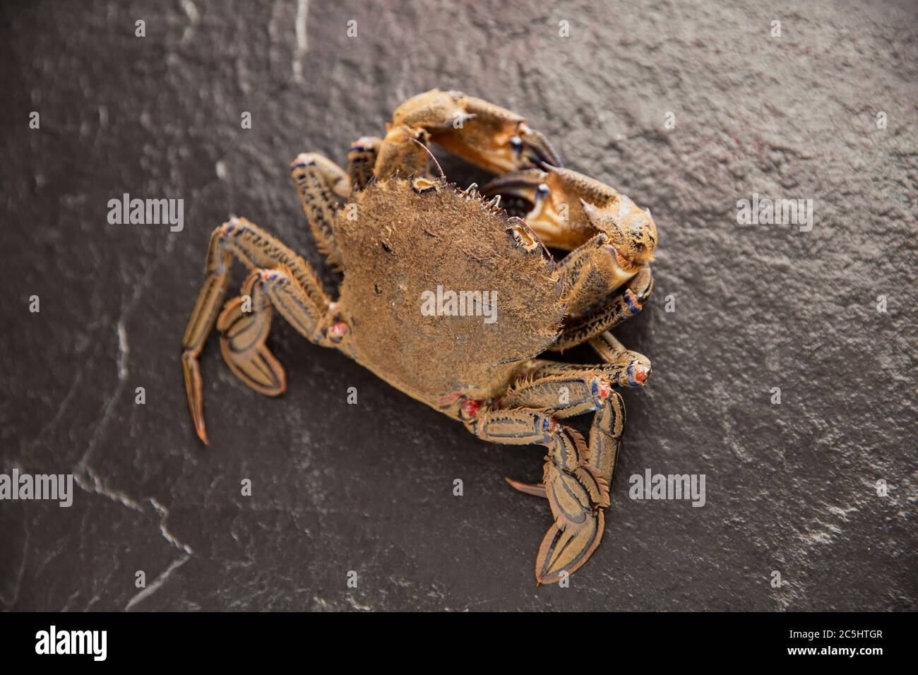 Swimming crab hi-res stock photography and images - Alamy