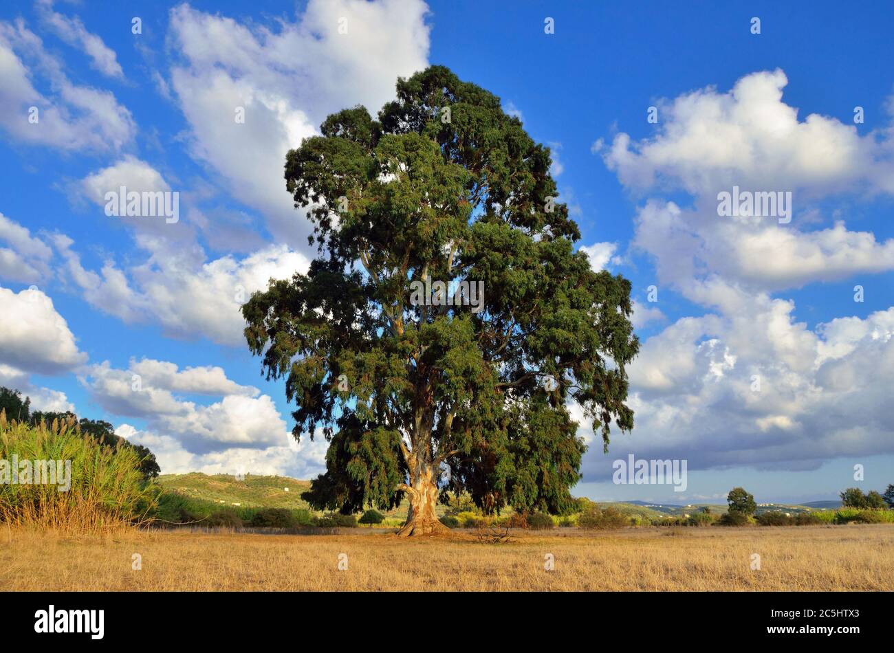 Lonely big eucalyptus tree in late afternoon light against greek ...