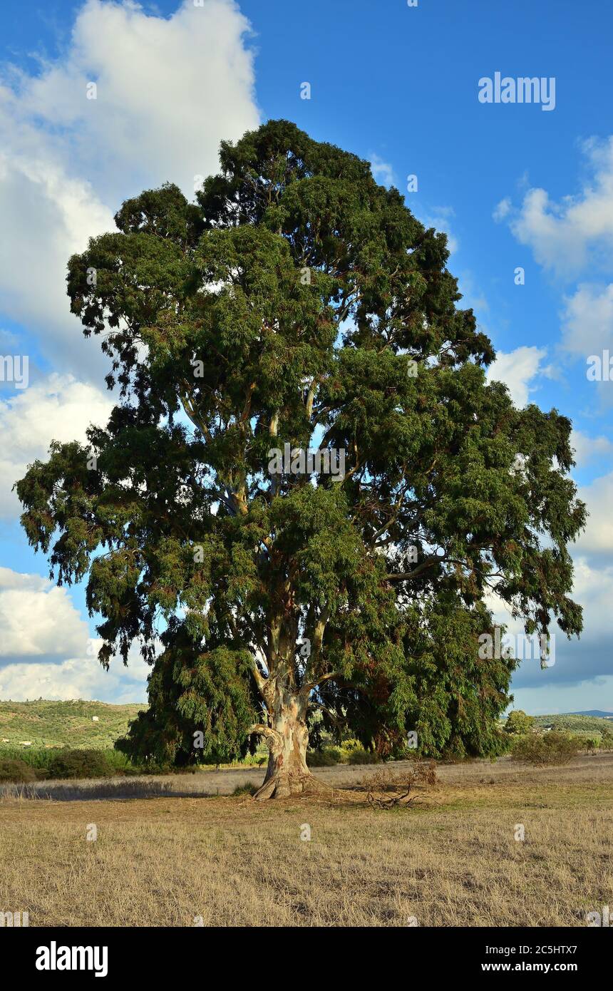 Lonely big eucalyptus tree in late afternoon light against greek ...