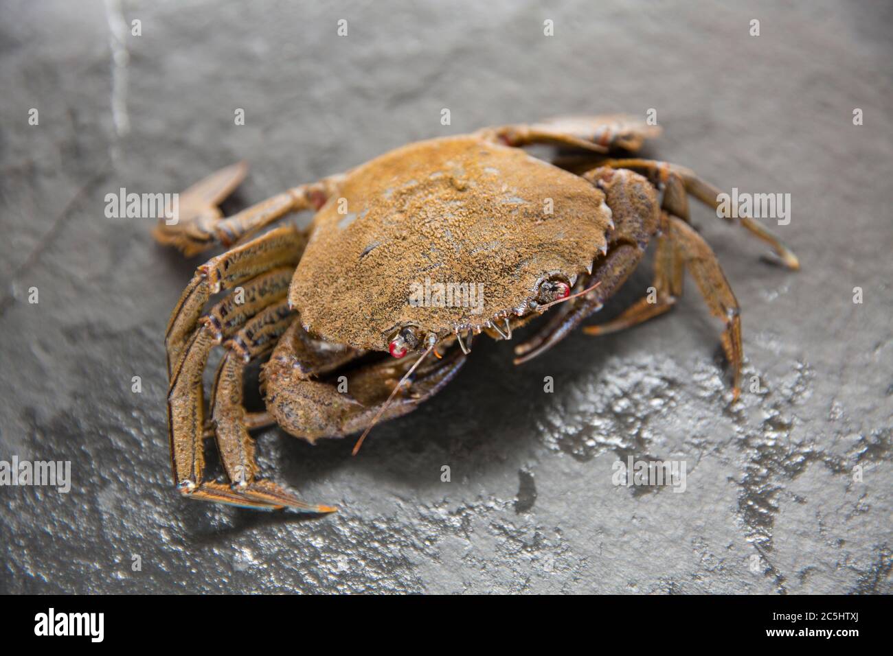 Velvet swimming crab uk hi-res stock photography and images - Alamy