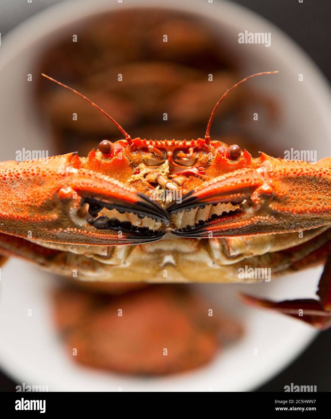 Cooked velvet swimming crab hi-res stock photography and images - Alamy