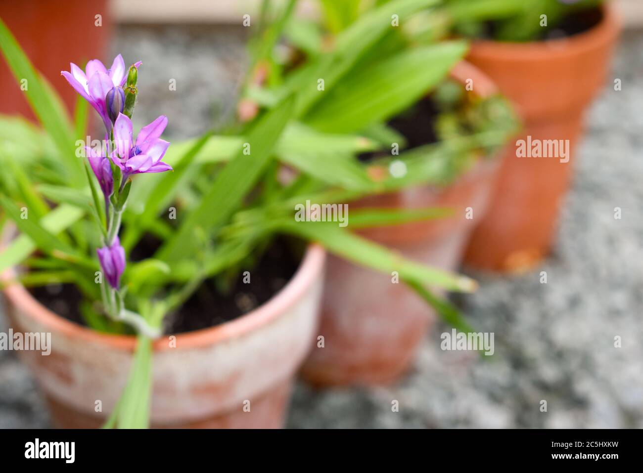 Small flower growing with pot plant outside in a small garden Stock ...