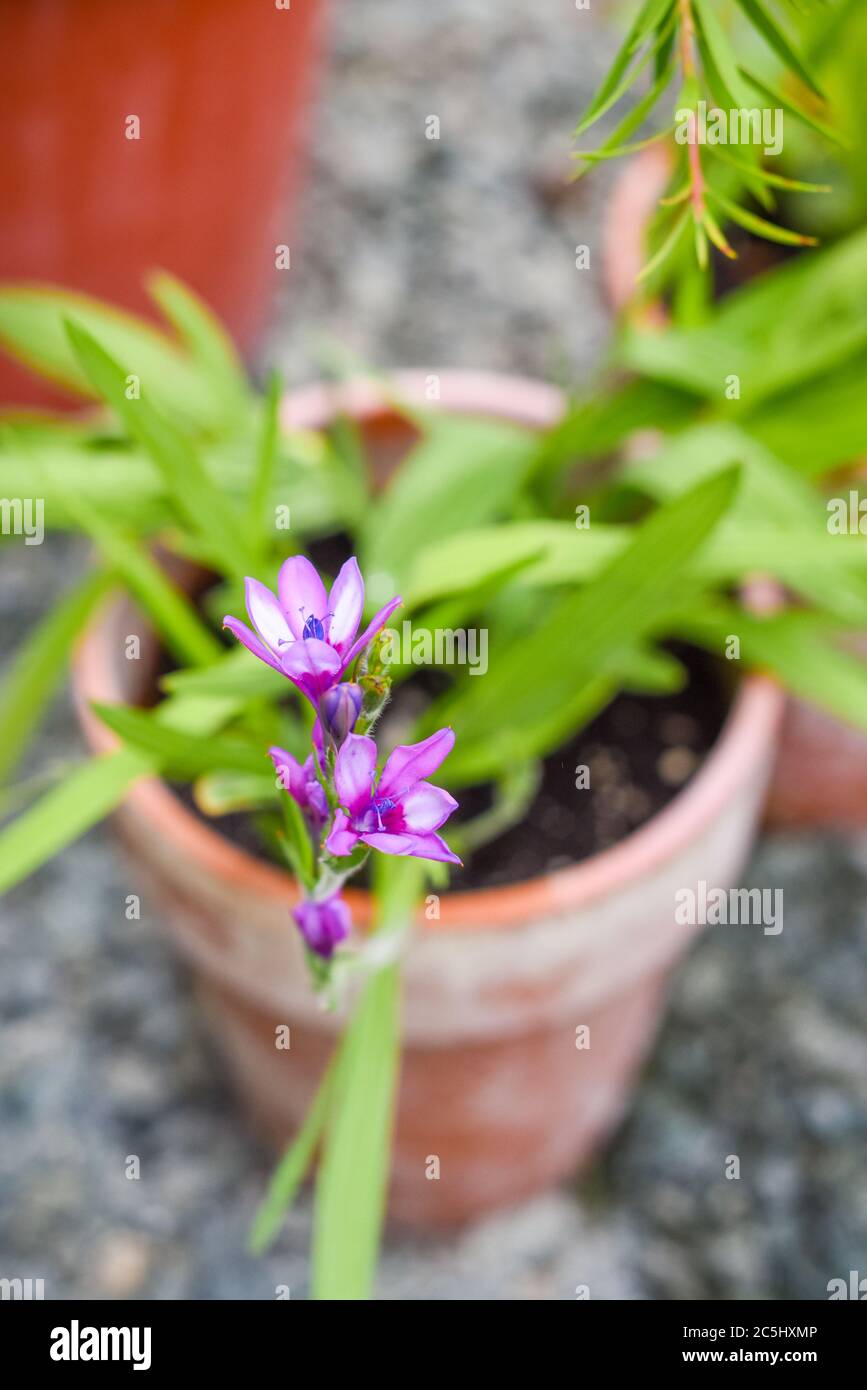 Small flower growing with pot plant outside in a small garden Stock ...