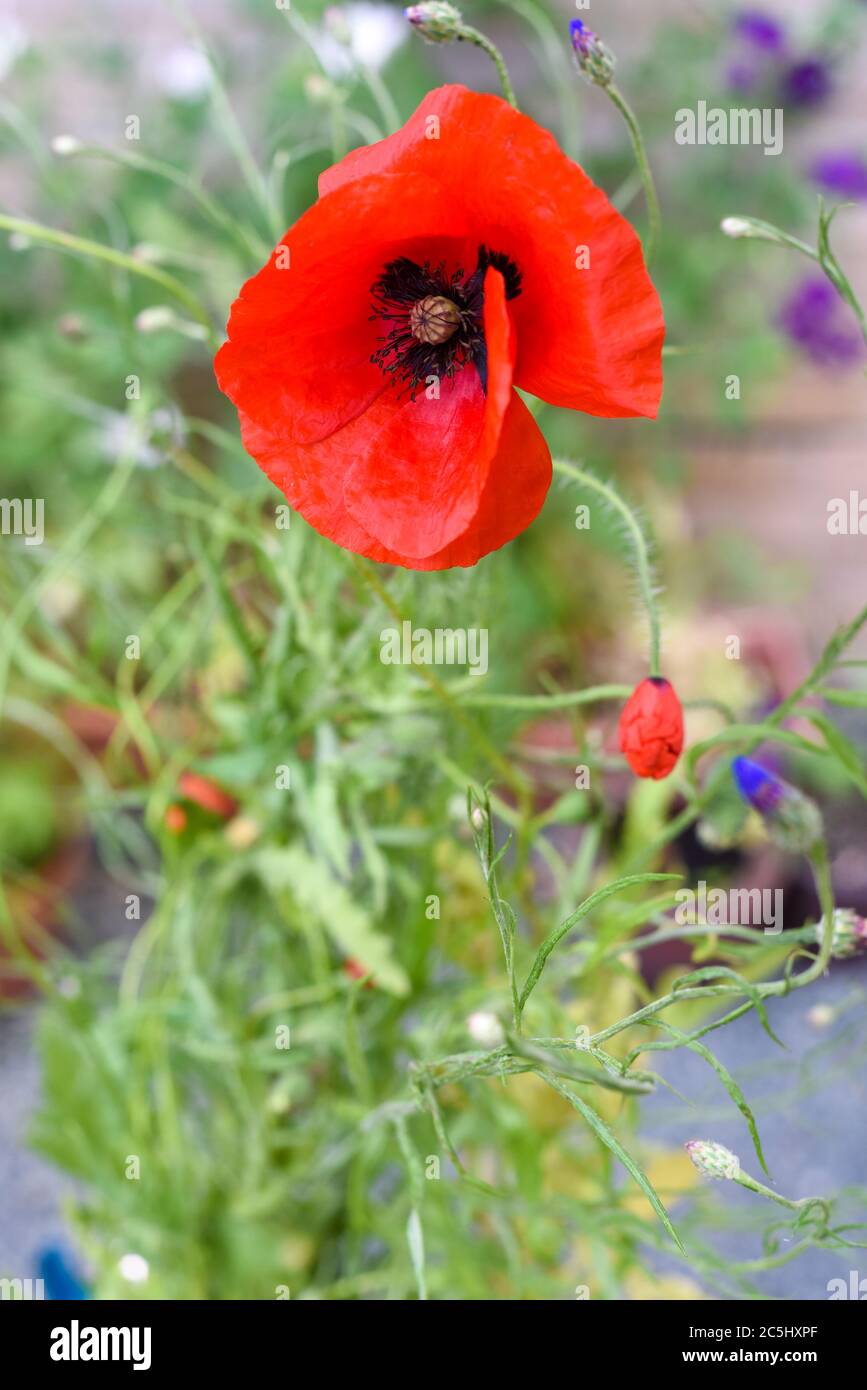 Poppy flower close up growing in a flower bed of wild flowers Stock ...