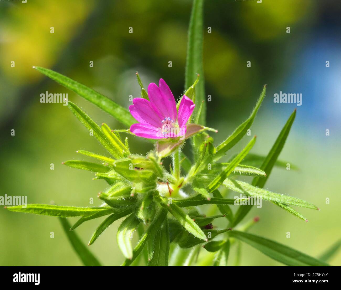 Wild Geranium Flower, or Cranesbill, thought to be Cut-leaved ...