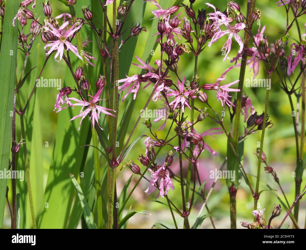 Ragged robin garden hi-res stock photography and images - Alamy