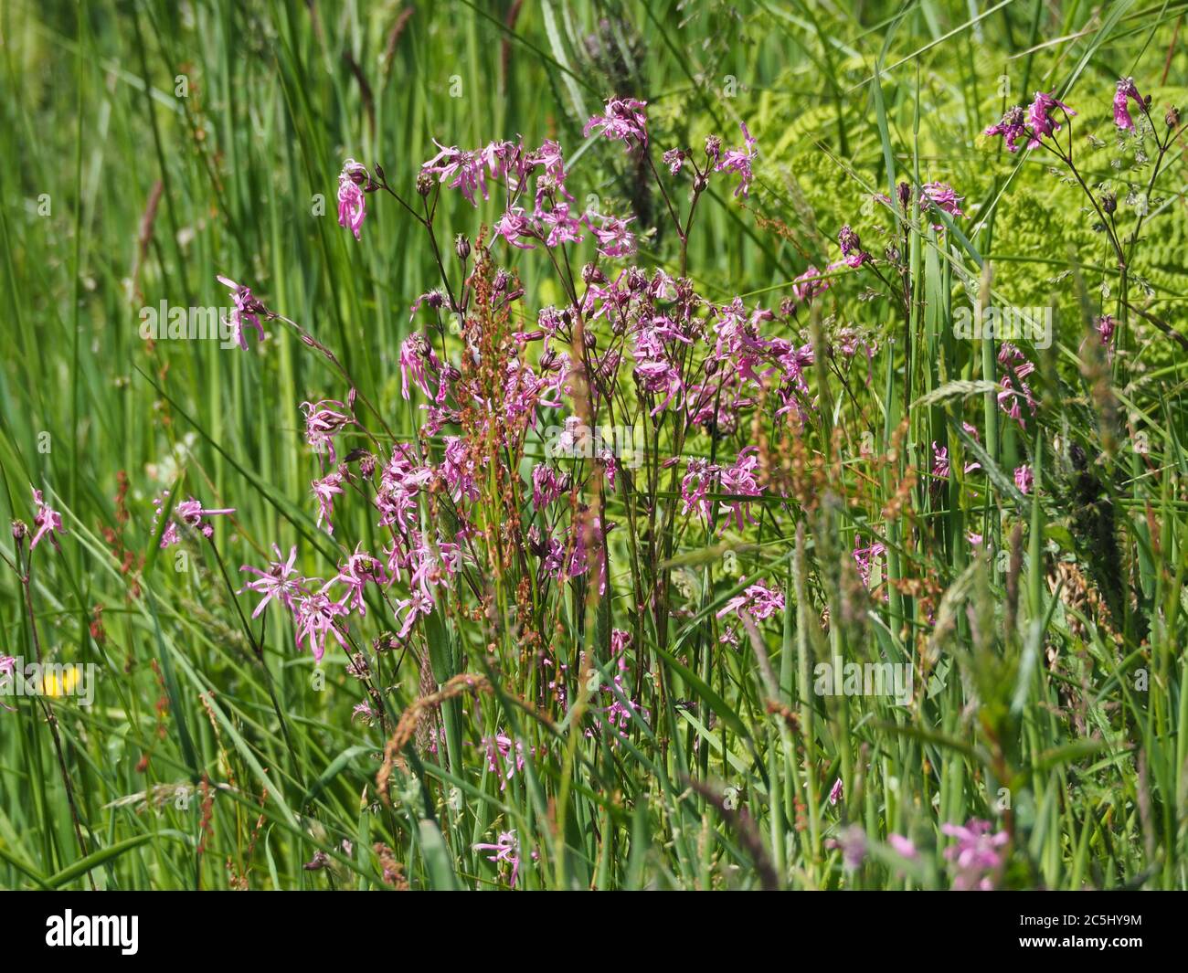 Ragged Robin growing in damp meadow land, West Wales Stock Photo - Alamy