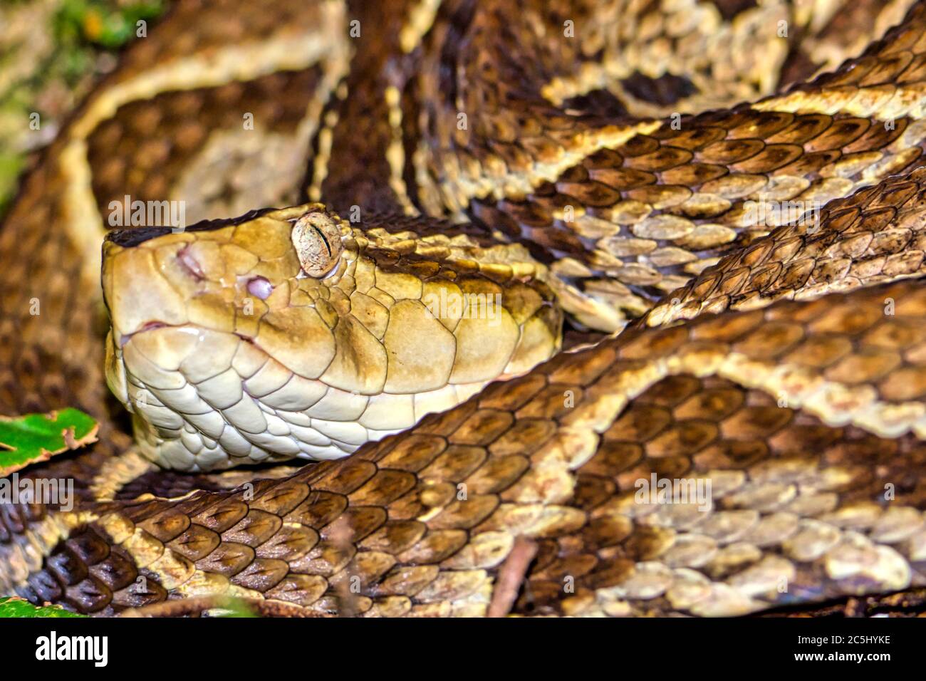 Fer-de-lance Viper, Terciopelo Viper, Bothrops asper, Tropical ...