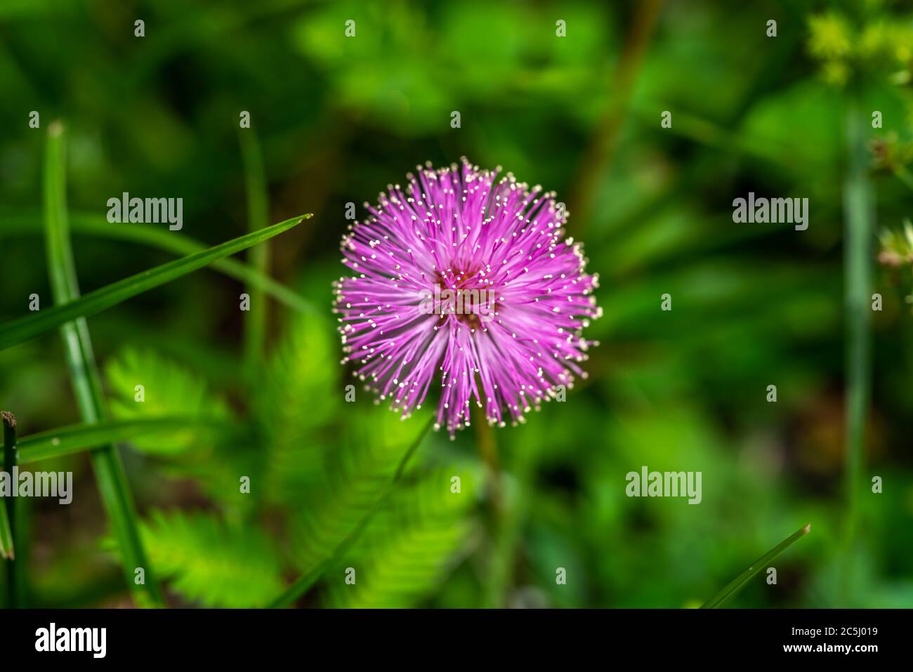 The amazing flowers you can find in the grass if you look hard enough ...