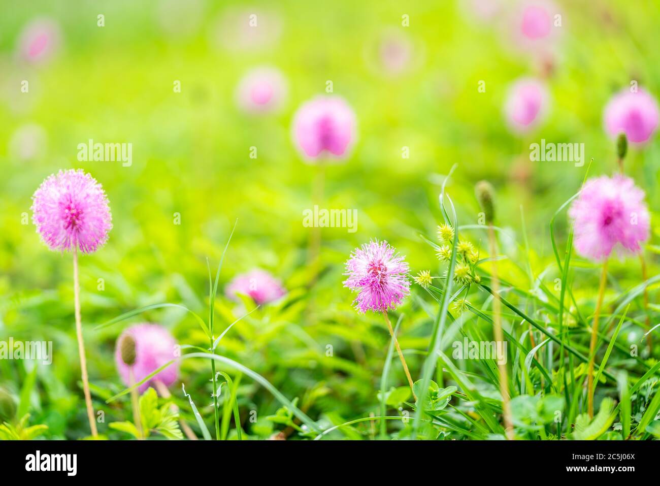 The amazing flowers you can find in the grass if you look hard enough ...