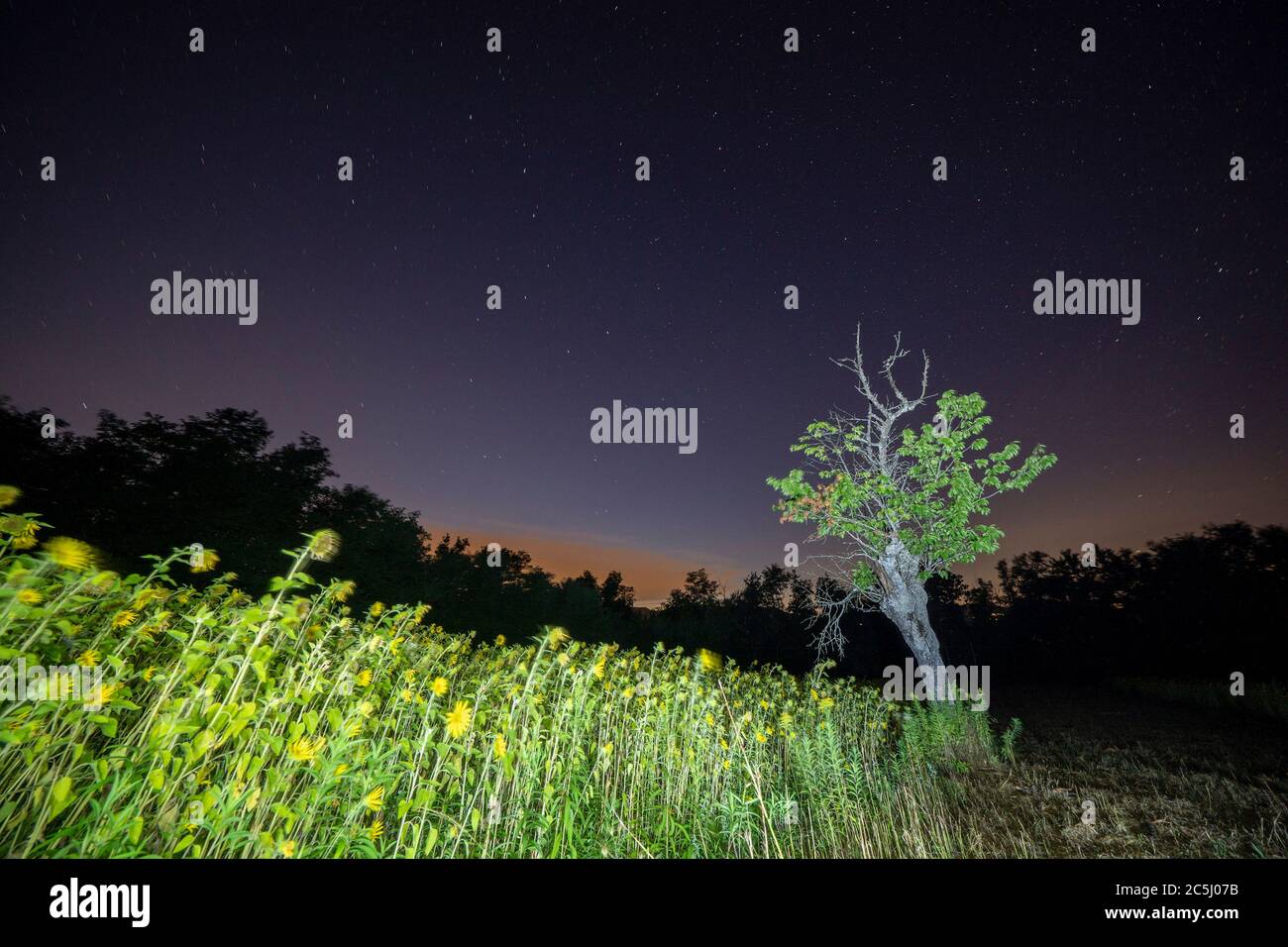 Sunflower field at star night landscape Stock Photo - Alamy