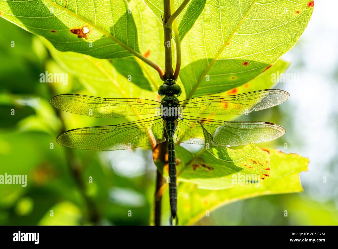 Insect blending with leaves hi-res stock photography and images - Alamy