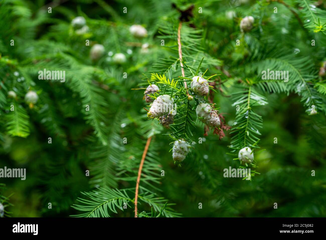 An evergreen forming some kind of sap formations at the end of its ...