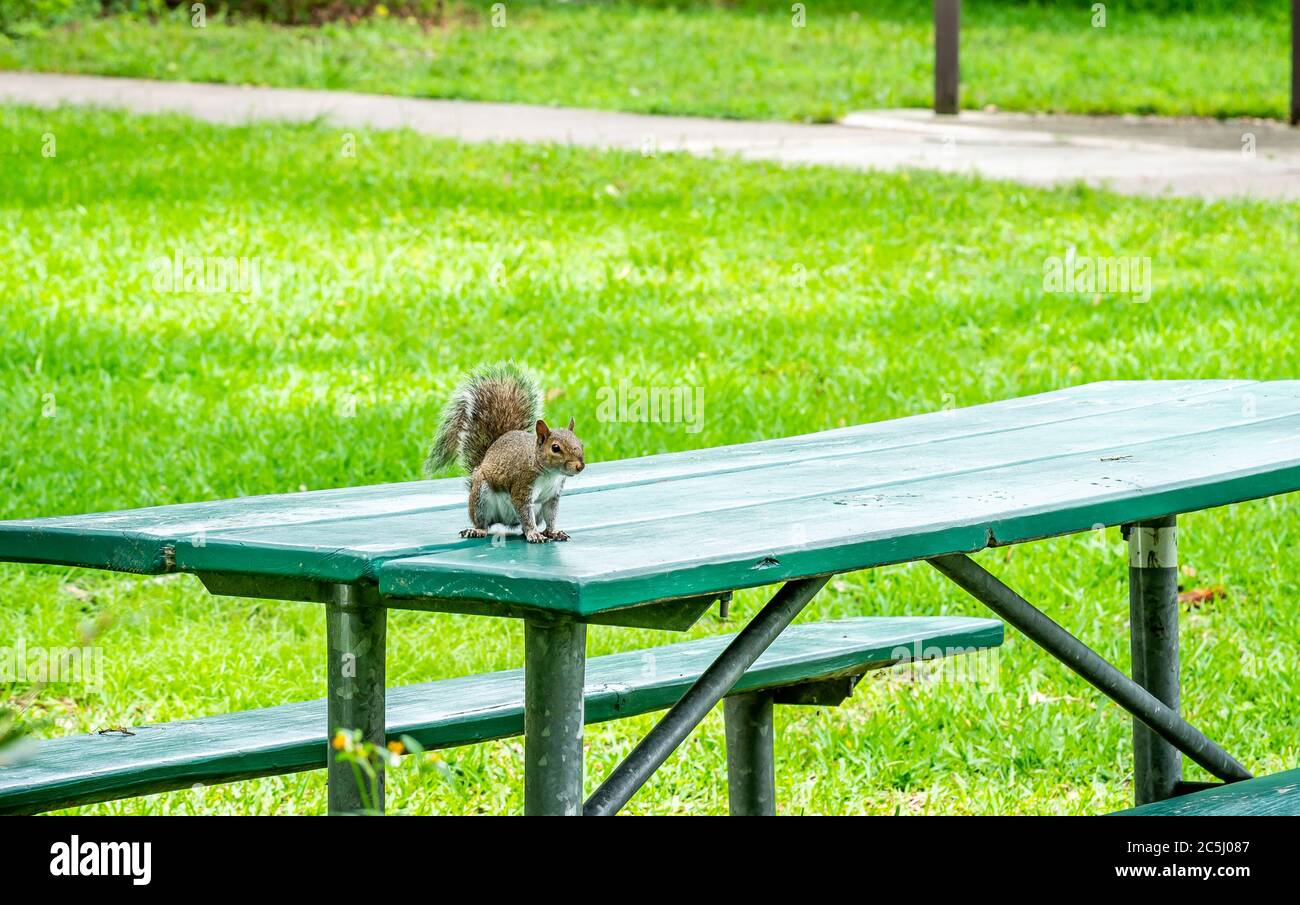 Squirrel table hi-res stock photography and images - Alamy