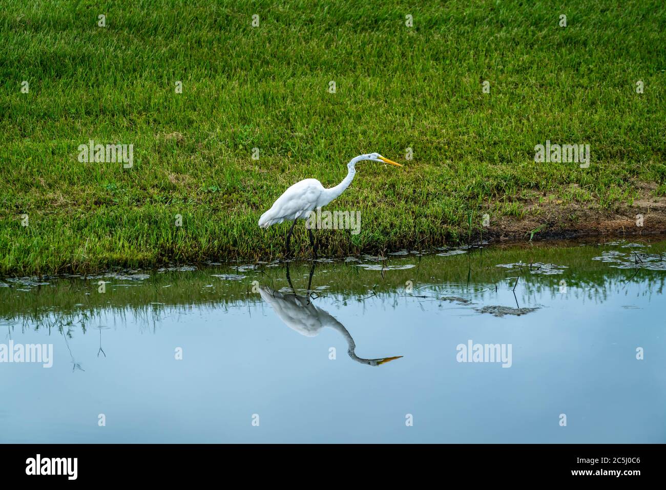 Crane in pond hi-res stock photography and images - Alamy