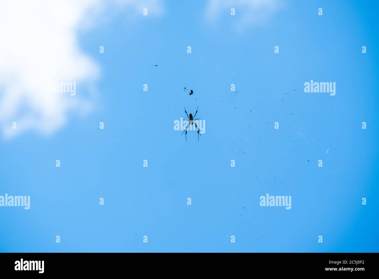 Spider walked hi-res stock photography and images - Alamy