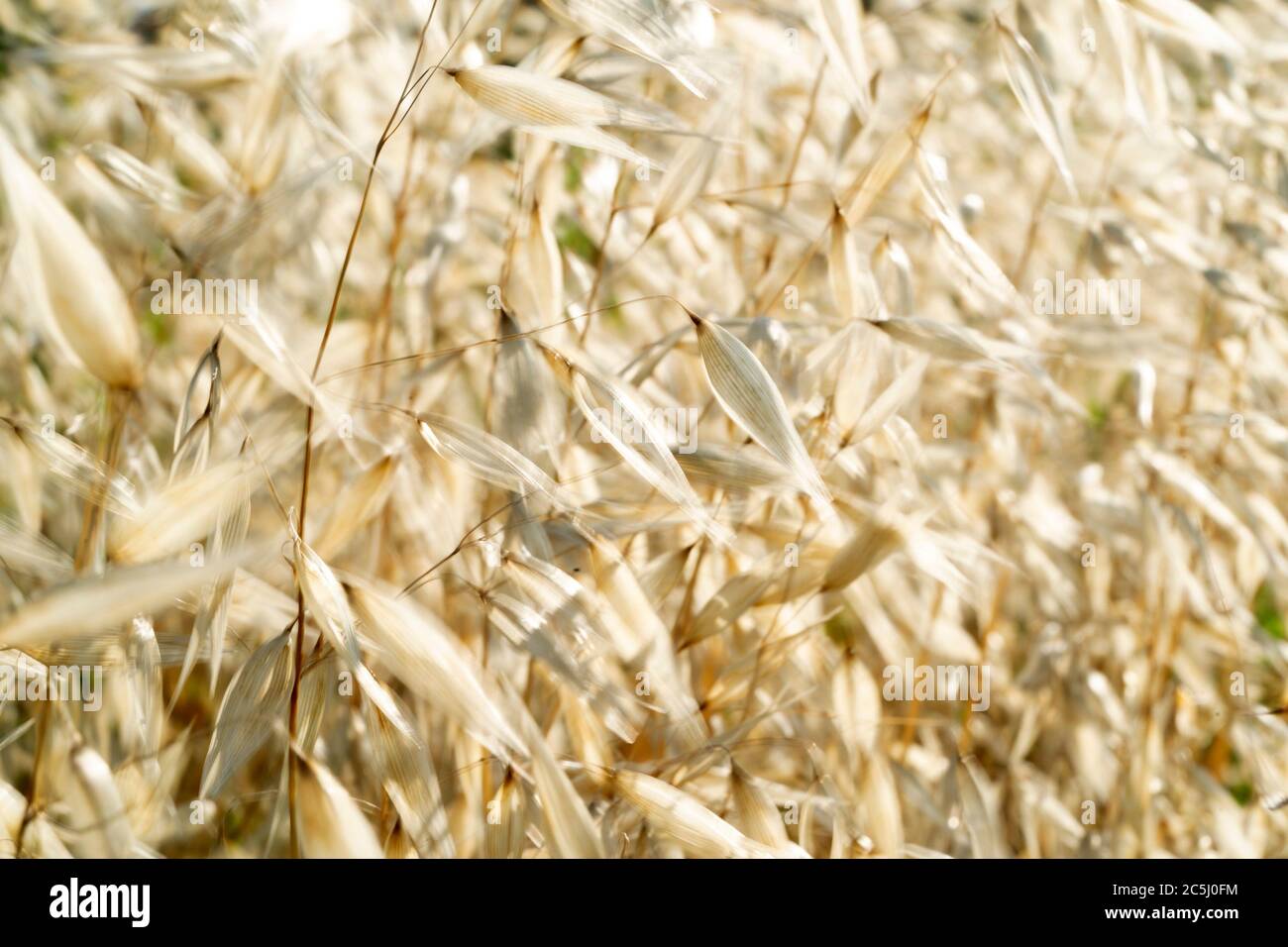 spikes field moved by wind detail Stock Photo - Alamy