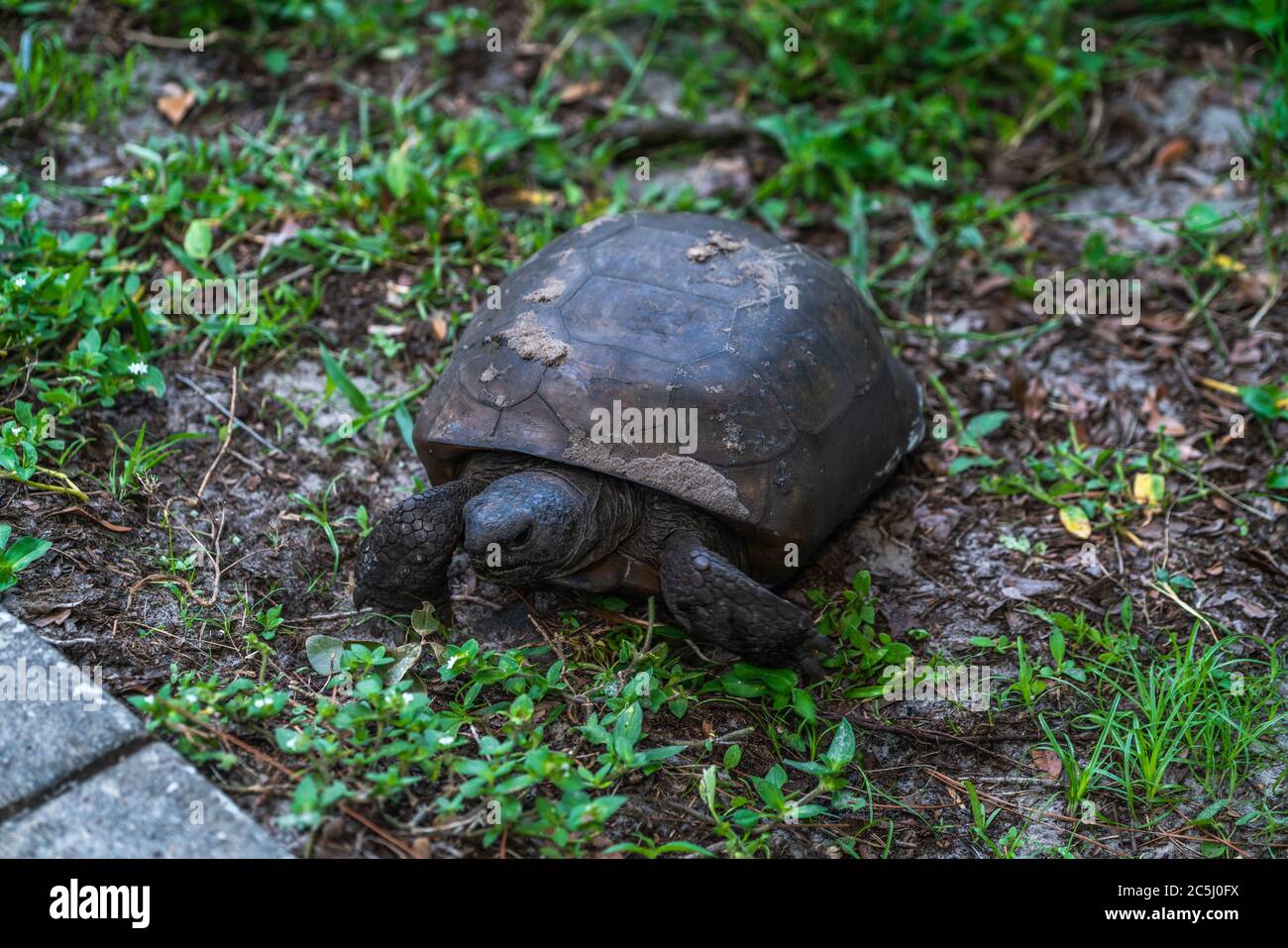 Landscape with a turtle in the grass hi-res stock photography and ...