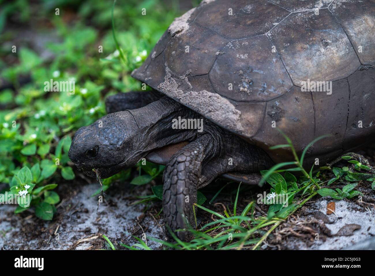 Giant river turtle hi-res stock photography and images - Alamy