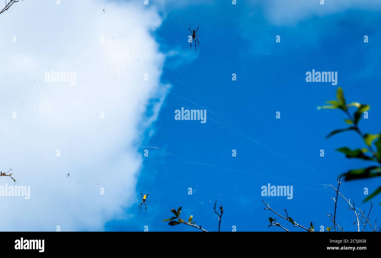 These large spiders were everywhere in the park as we walked the trails ...