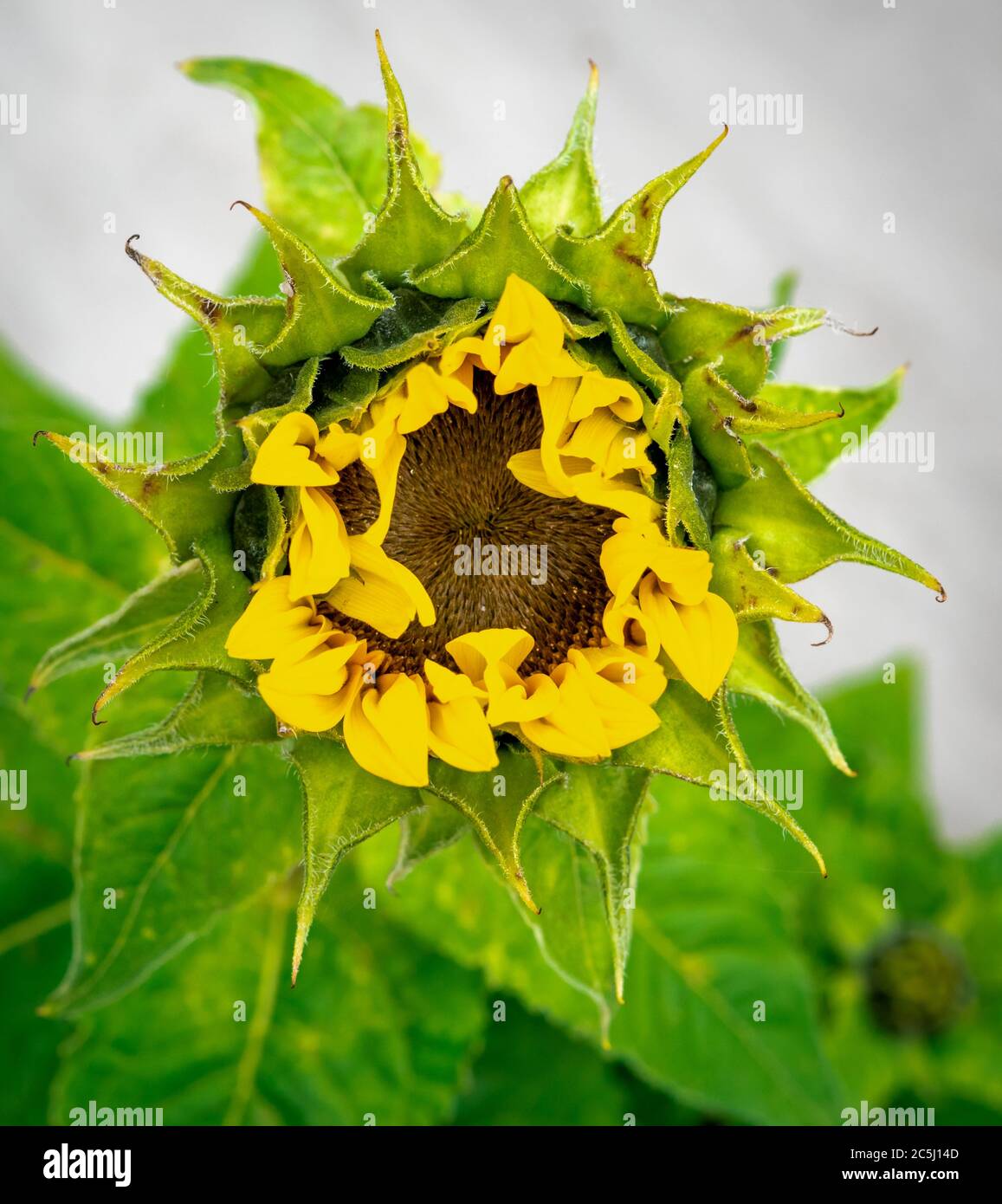 Sunflower head opening Stock Photo - Alamy