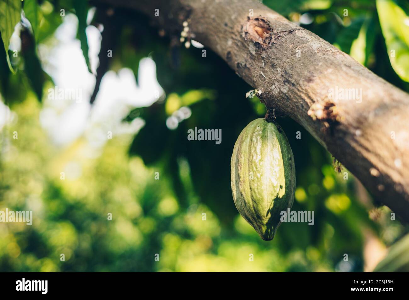 Cacao tree bearing fruit hi-res stock photography and images - Alamy