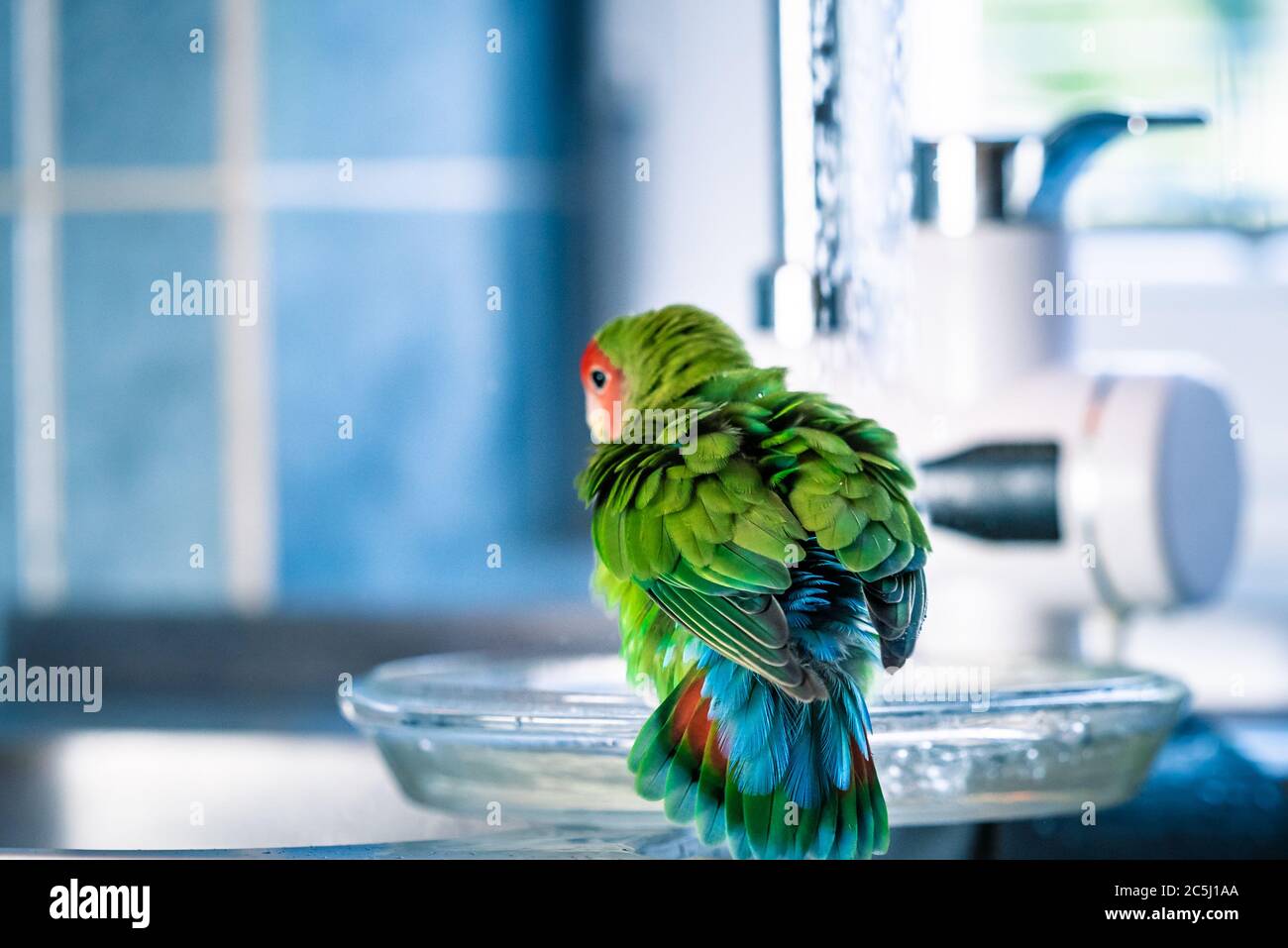 Parrot bathing hi-res stock photography and images - Alamy