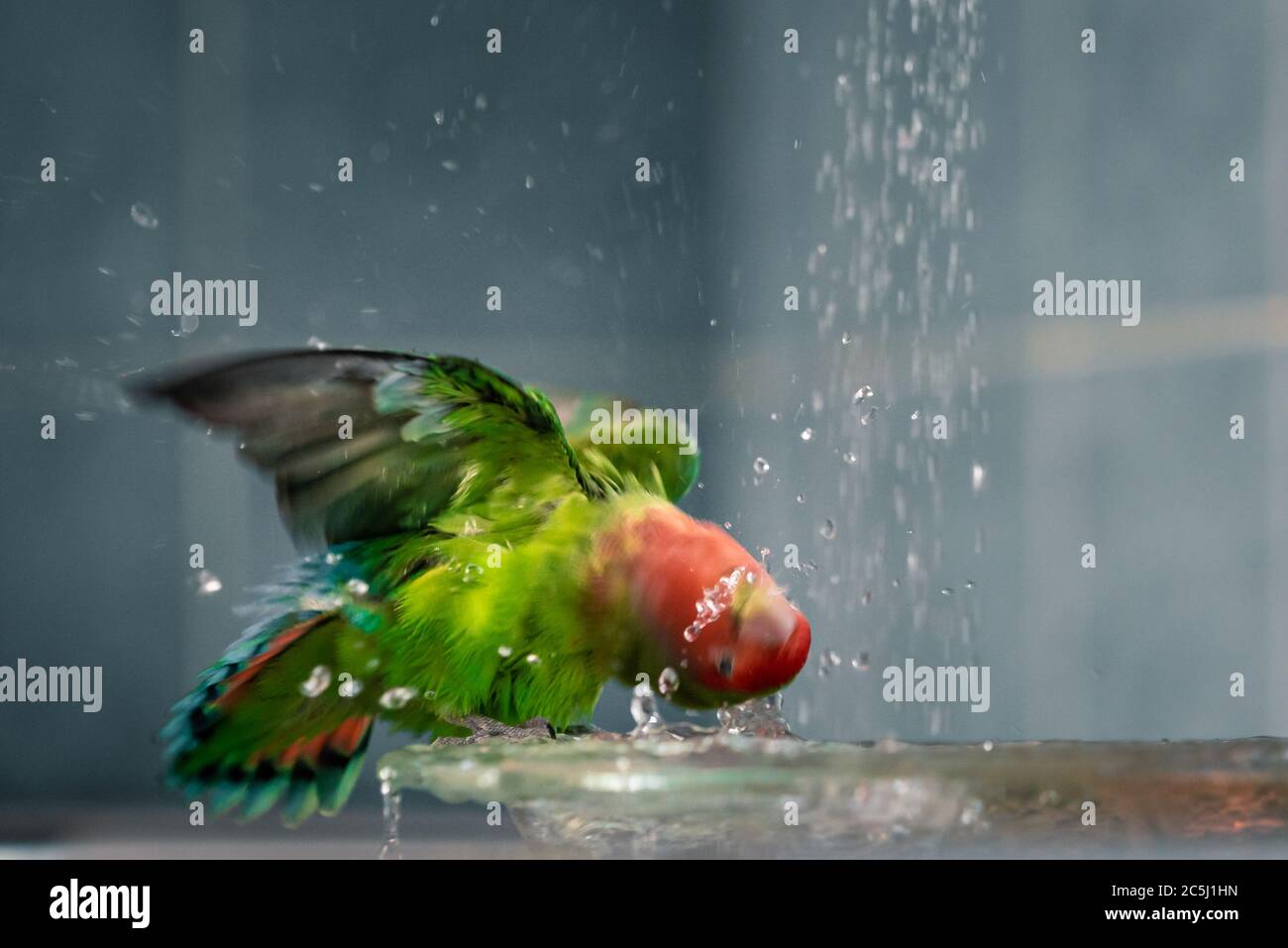 Parrot bathing hi-res stock photography and images - Alamy