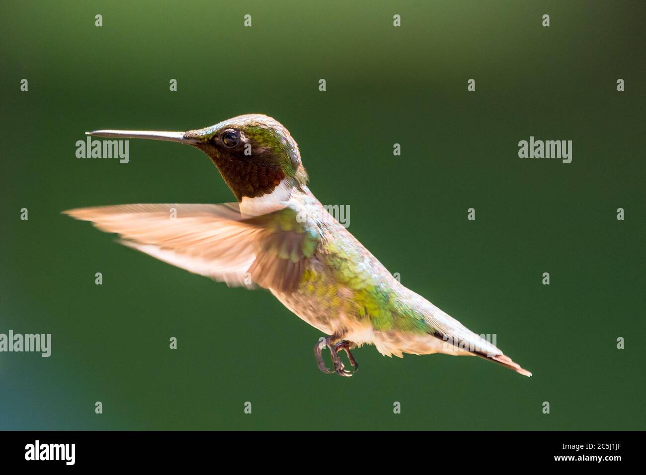 Single gorget hi-res stock photography and images - Alamy