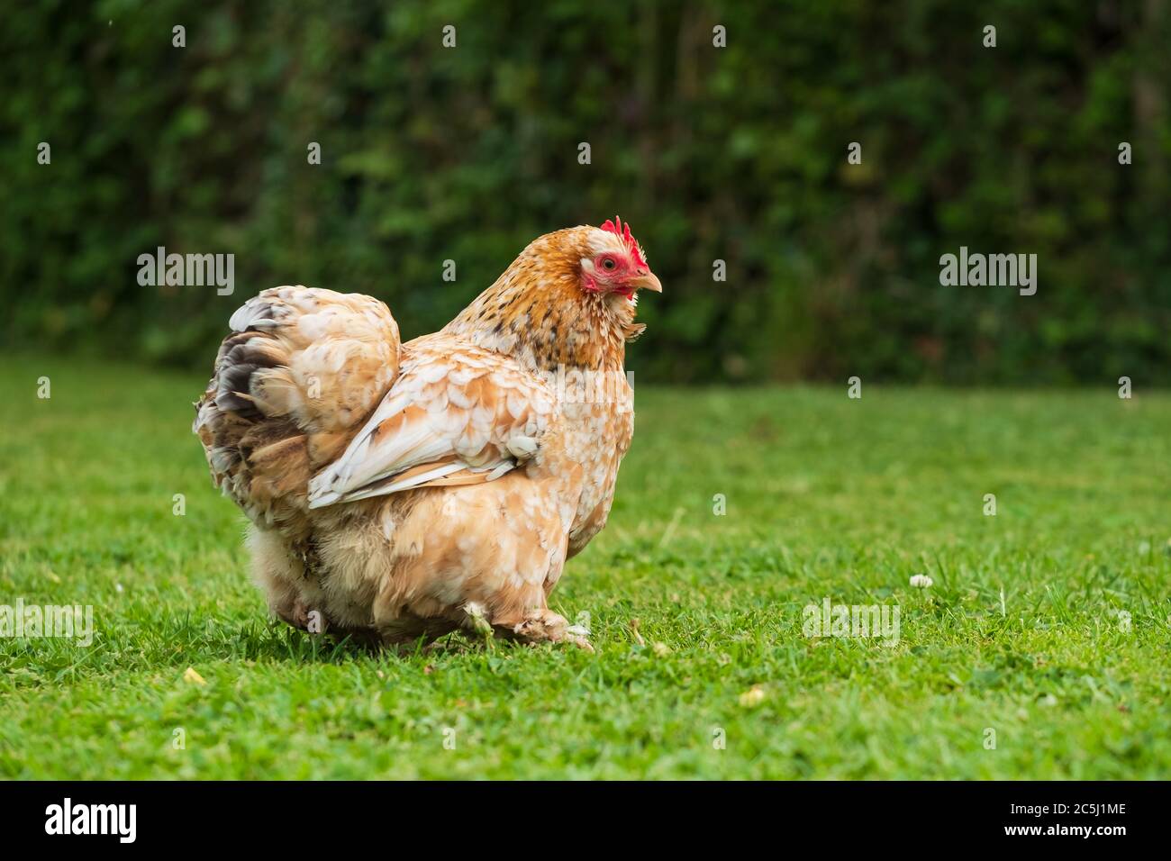 Peking hen chicken seen on a well maintained lawn in early summer. One ...