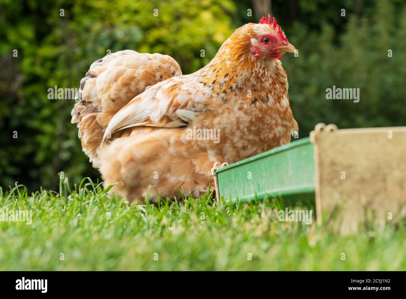 Peking hen chicken seen on a well maintained lawn in early summer. One ...