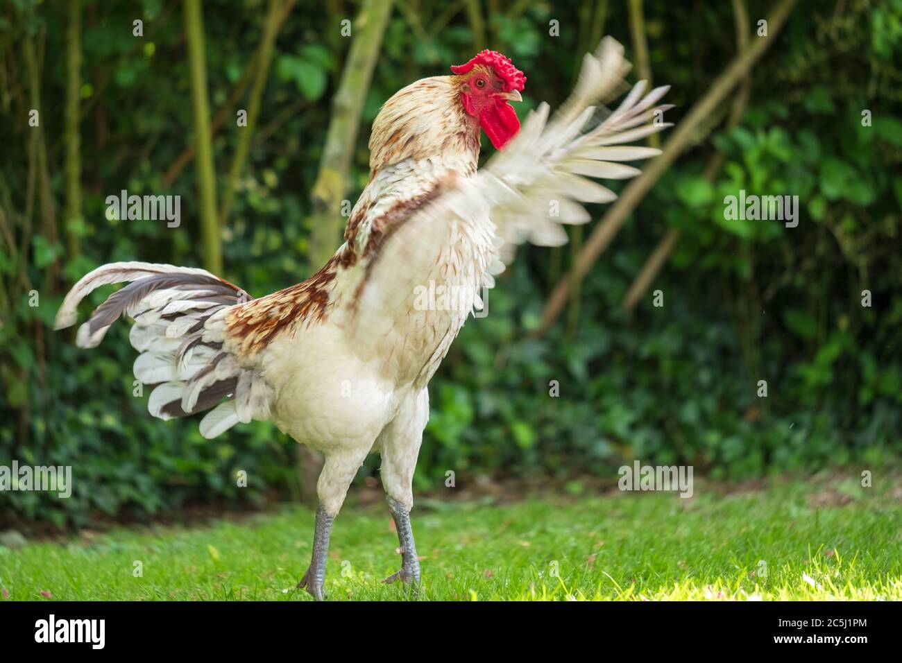 Young, adult rooster chicken is flapping his wings prior to crowing ...