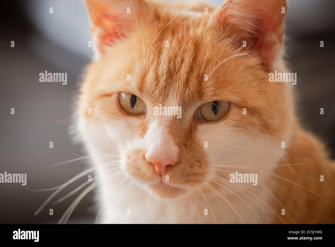 Shallow focus of the head of a ginger cat showing detail of his eyes ...