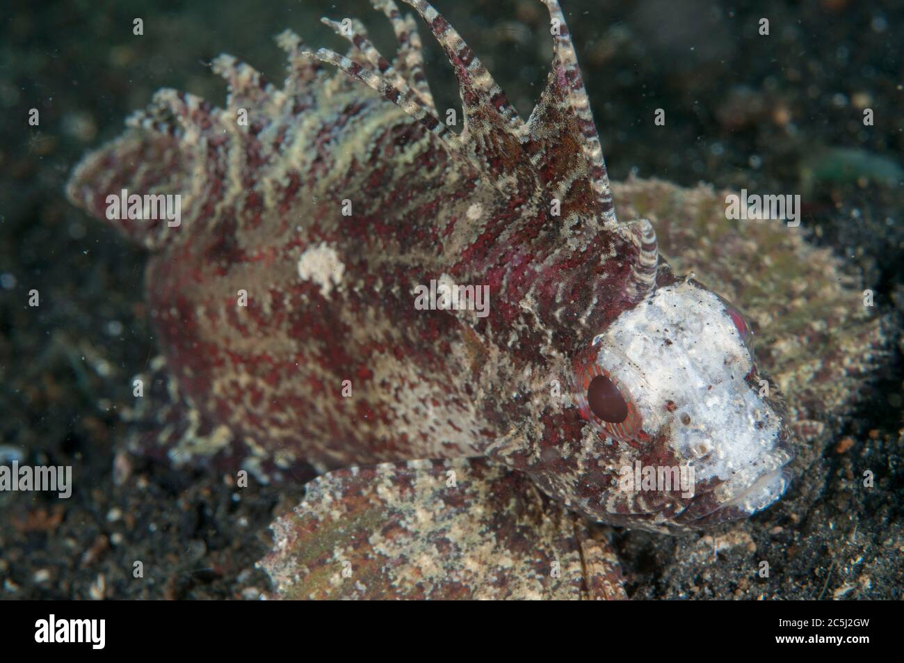 Longspine Waspfish, Paracentropogon longispinus, on sand, TK2 dive site ...