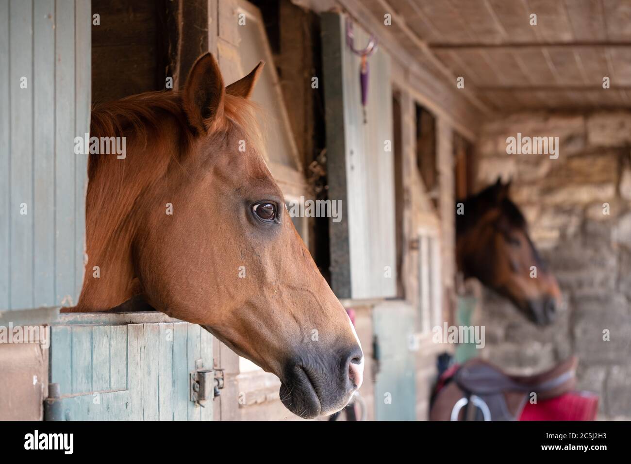 Shallow focus of a purebred Arab horse seen in his stable block Stock ...