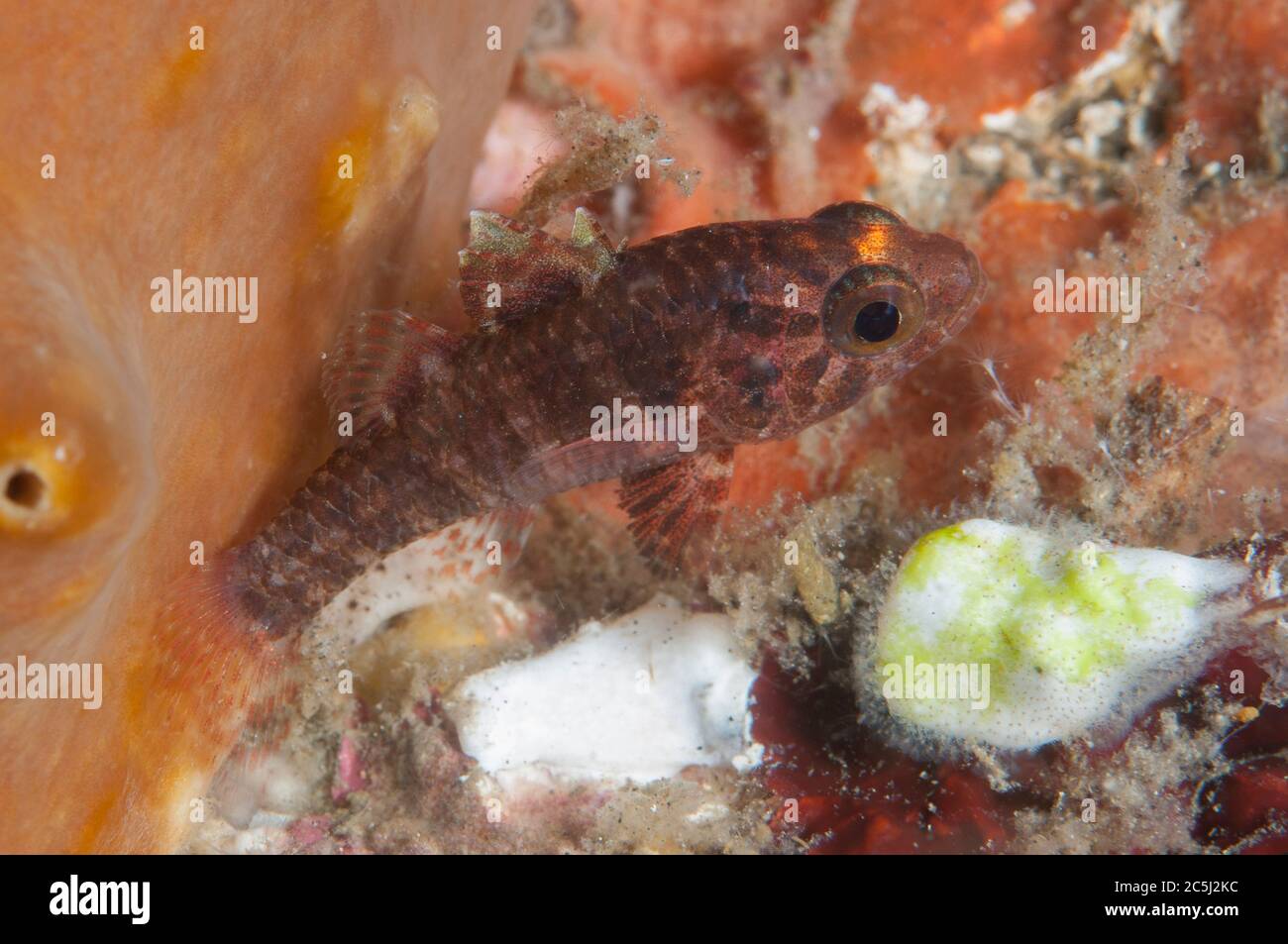 Spotless cardinalfish hi-res stock photography and images - Alamy