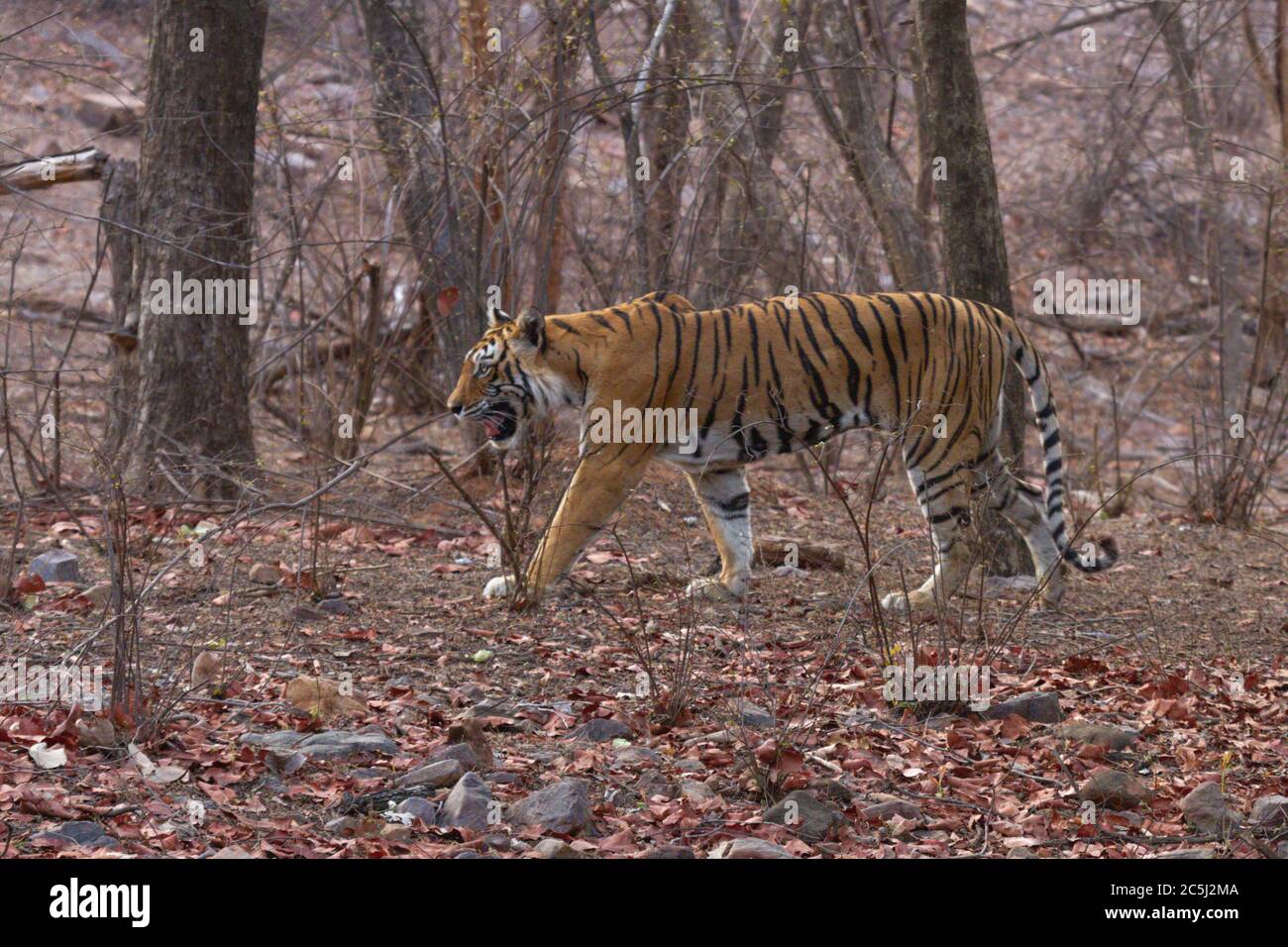 Royal Bengal Tiger or Panthera Tigris Tigris at Ranthambore national ...