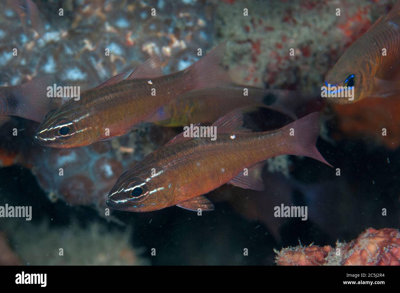 Moluccan Cardinalfish, Ostorhinchus moluccensis, with Flower ...